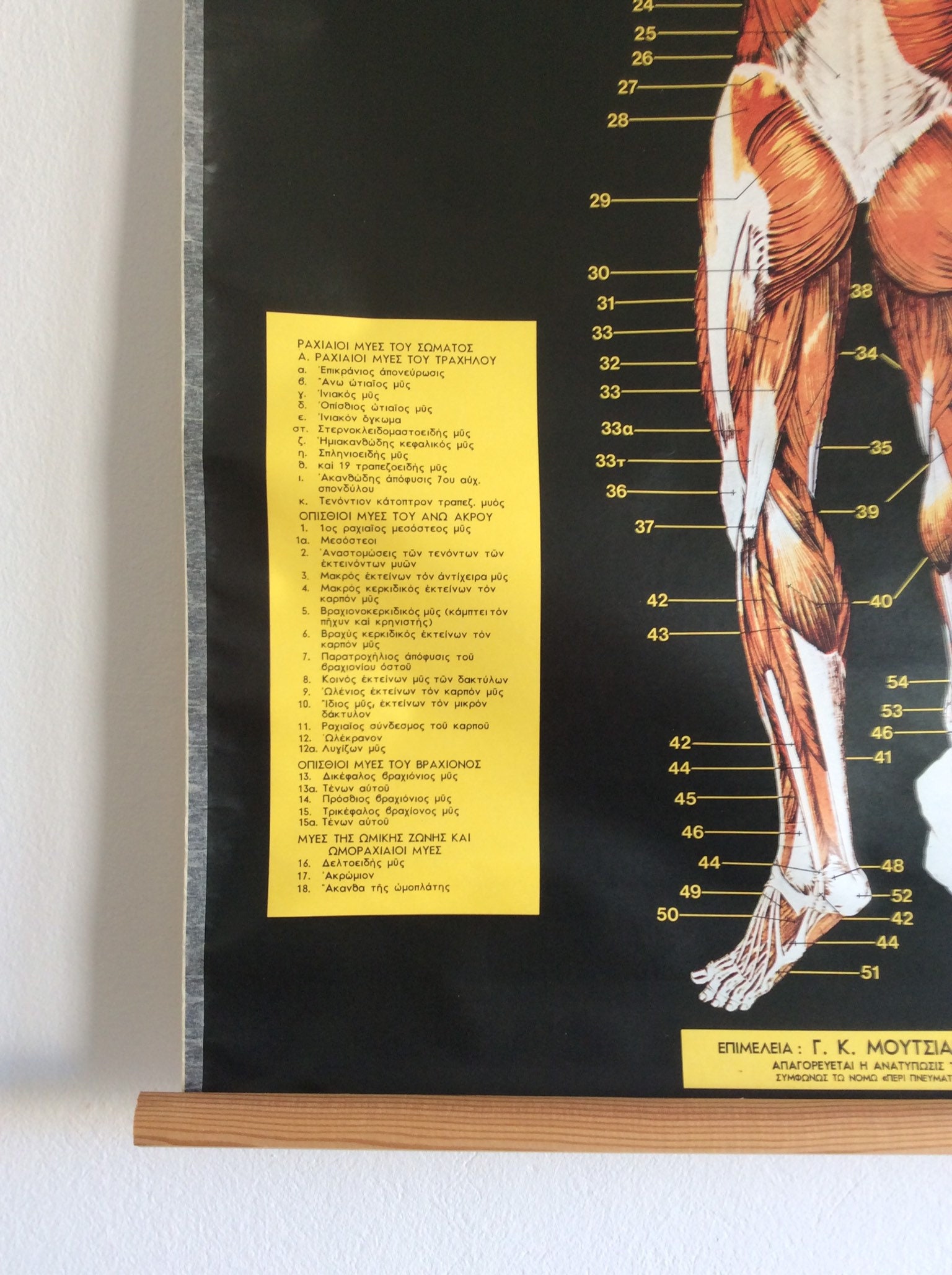 Authentic Vintage Anatomy Pull Down Chart Rare Medical School | Etsy