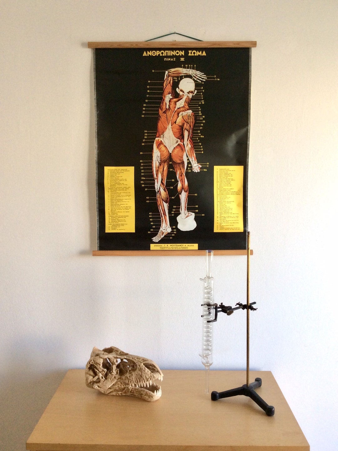 Authentic Vintage Anatomy Chart, Vintage Educational Chart, Human ...