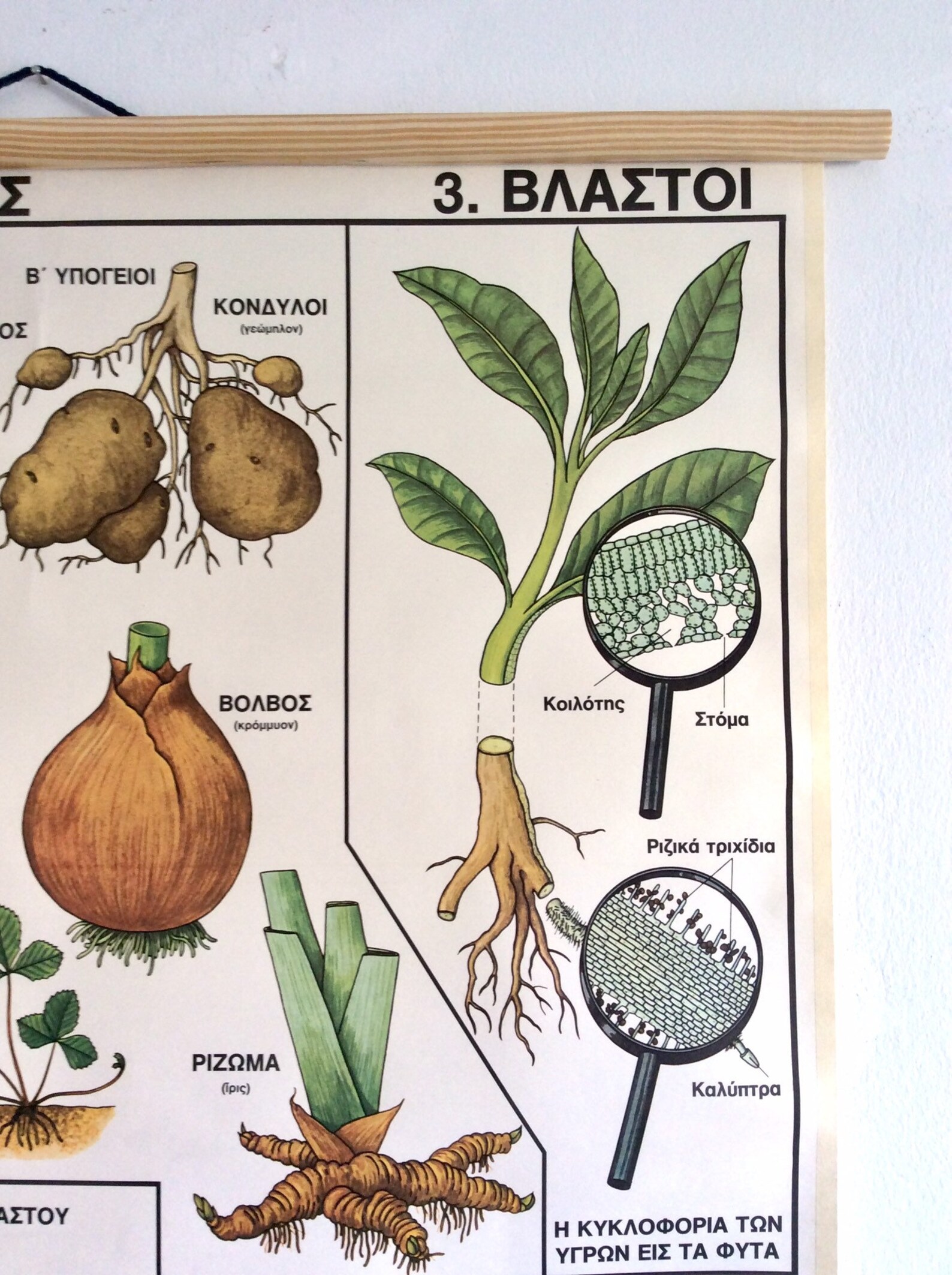 Types of Sprouts Educational School Chart Phytology Vintage - Etsy