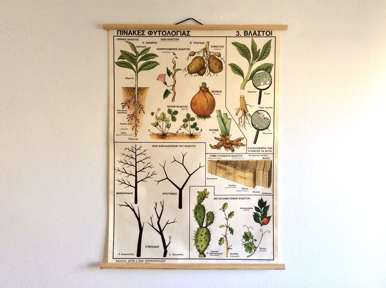 Types of Sprouts Educational School Chart Phytology Vintage - Etsy