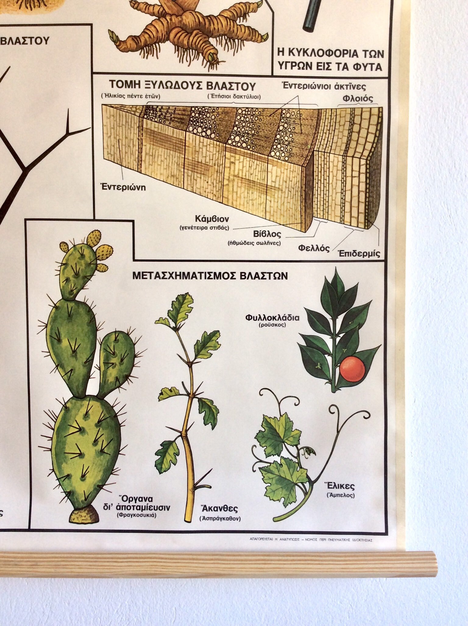 Types of Sprouts Educational School Chart Phytology Vintage - Etsy