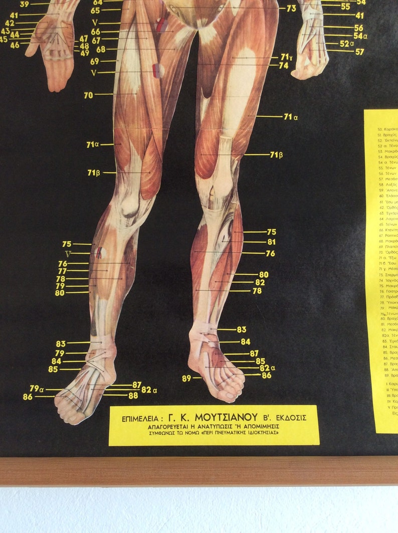 Vintage Anatomy Pull Down Chart: Medical School Educational Poster - Etsy