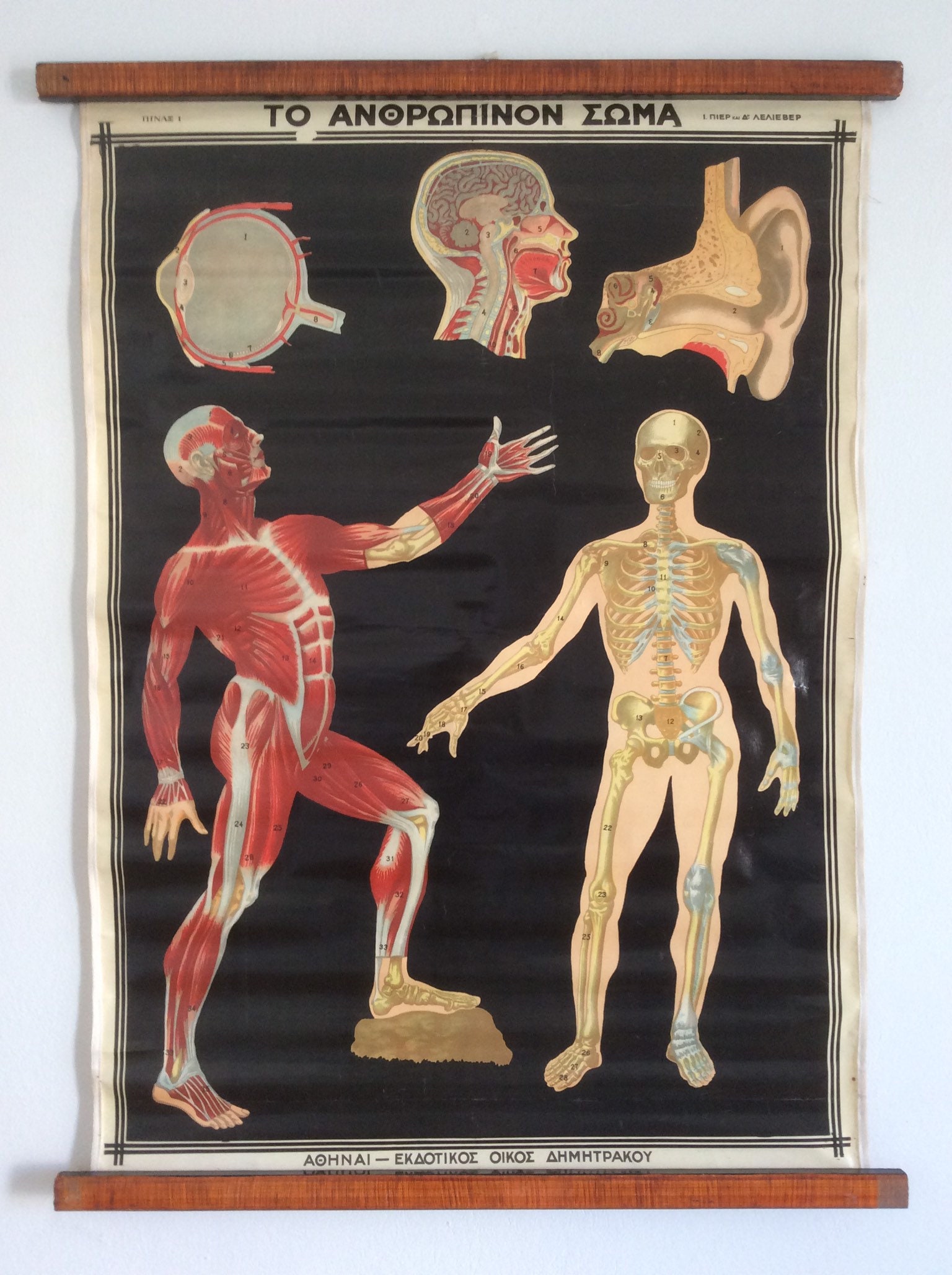 Authentic Vintage Anatomy Chart, Vintage Educational Chart, Human ...