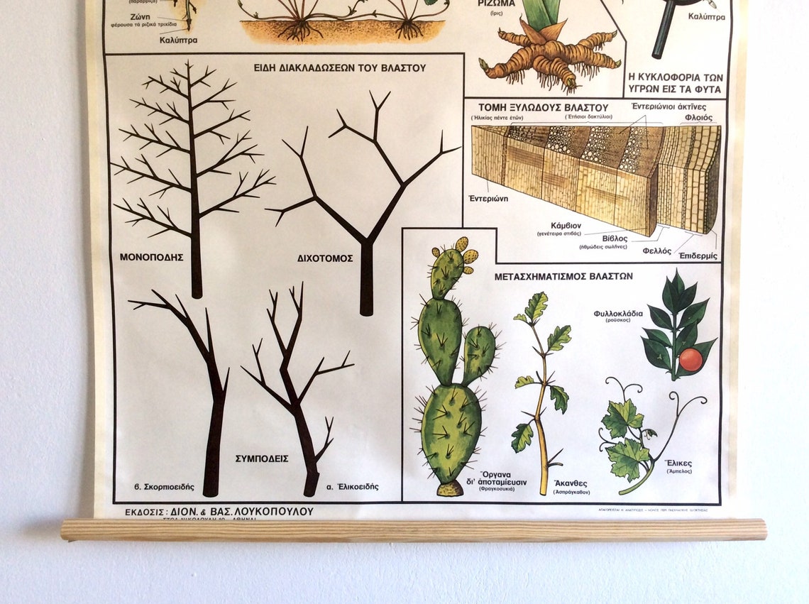 Types of Sprouts Educational School Chart Phytology Vintage - Etsy