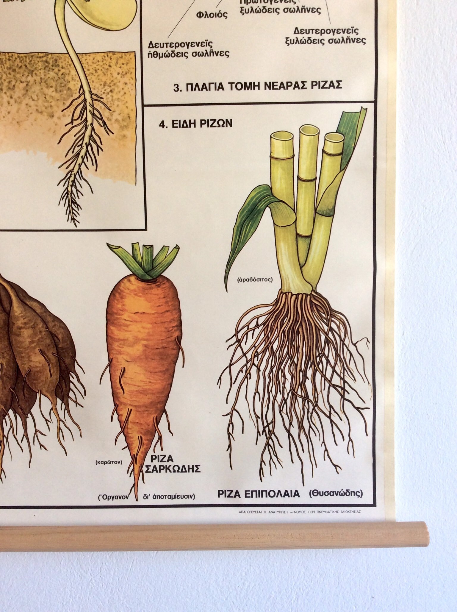 Types of Roots Educational School Chart Phytology Vintage | Etsy UK