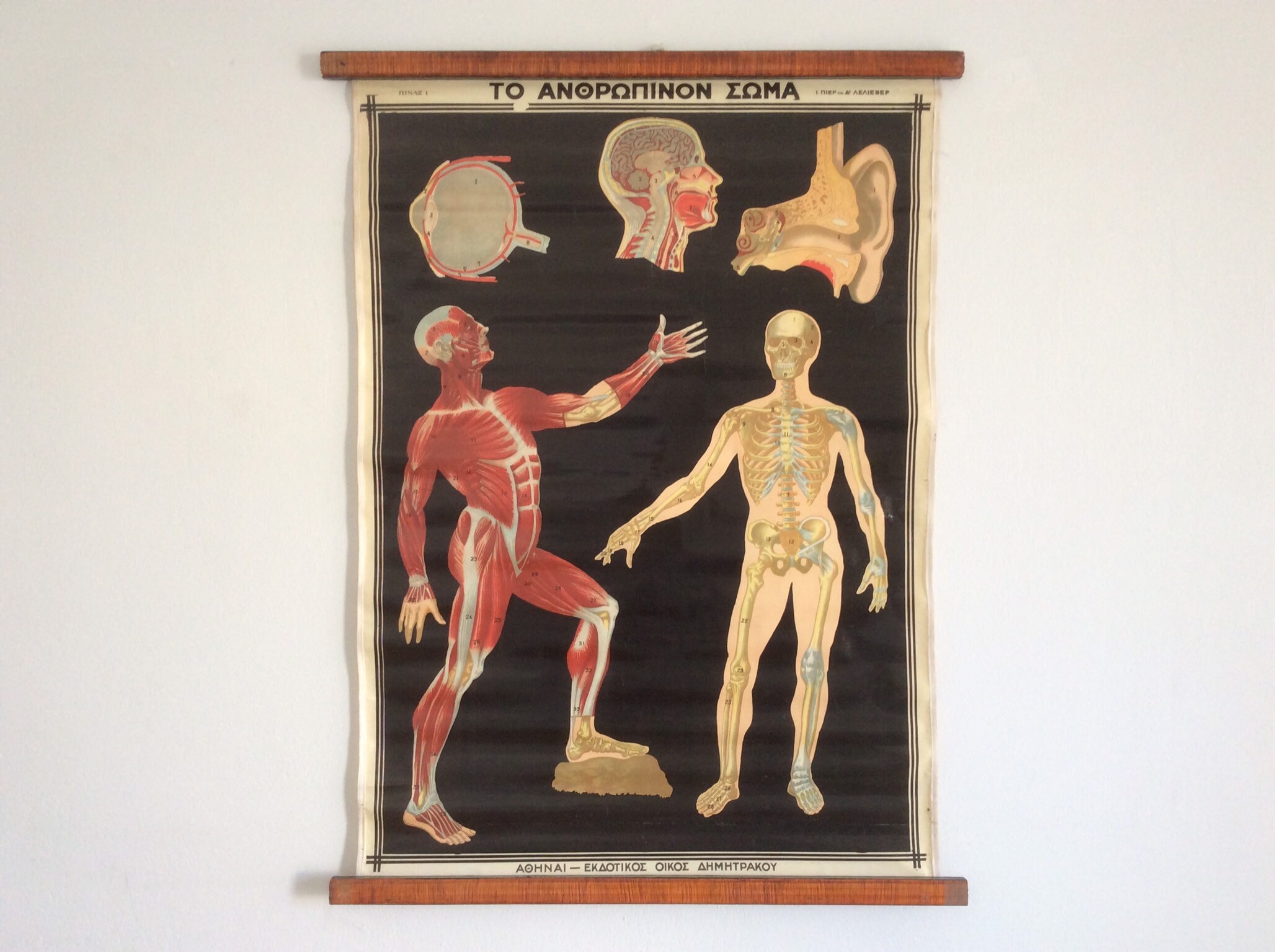 Authentic Vintage Anatomy Chart, Vintage Educational Chart, Human ...
