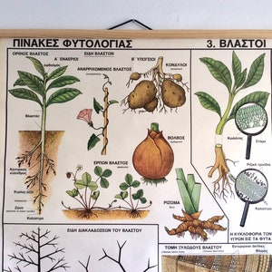 Types of Sprouts Educational School Chart, Phytology Vintage Chart ...
