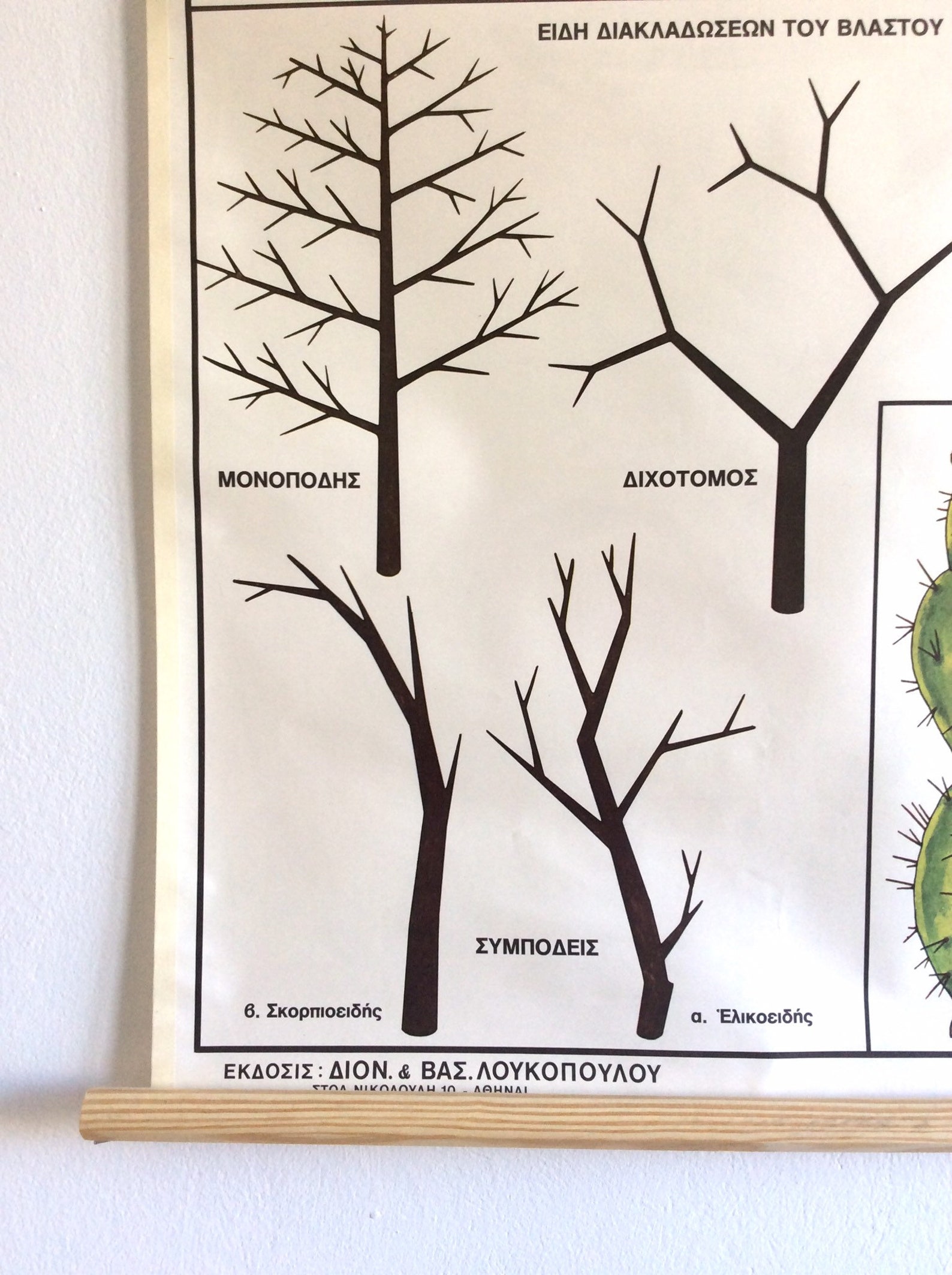 Types of Sprouts Educational School Chart Phytology Vintage - Etsy