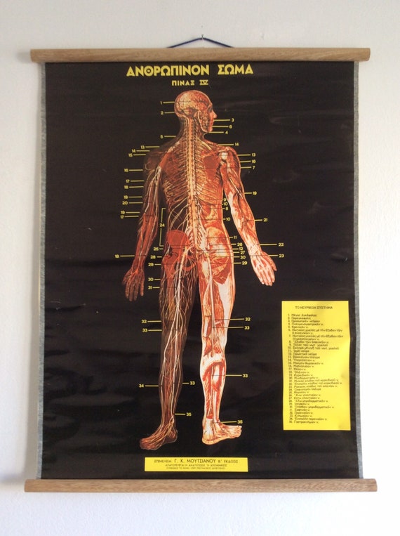 Authentic Vintage Anatomy Chart, Vintage Educational Chart, Human ...