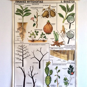 Types of Sprouts Educational School Chart, Phytology Vintage Chart ...