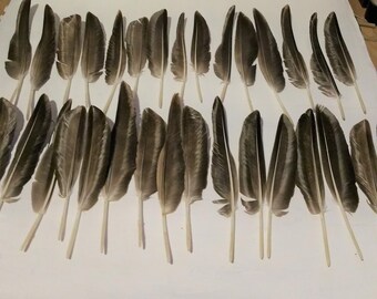 Large Natural White Goose Feathers - Etsy UK