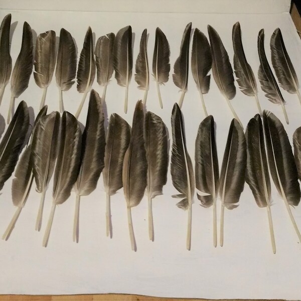 Wing Feathers - Etsy