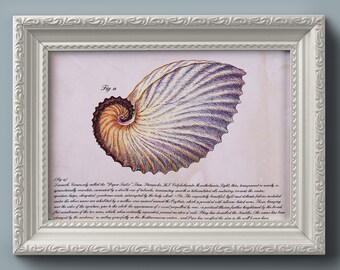 Vintage Shell Poster - Etsy UK