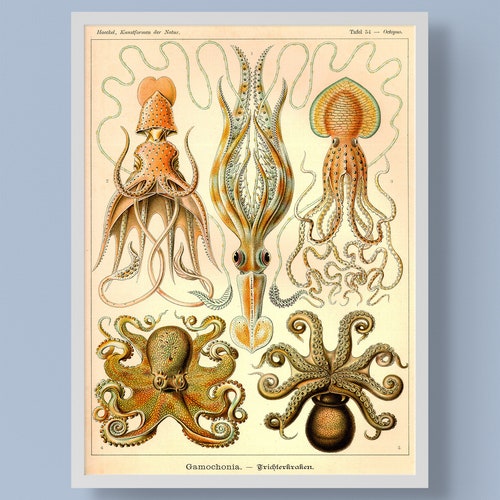 Octopus Aged Reproduction Victorian Illustration Art Print | Etsy