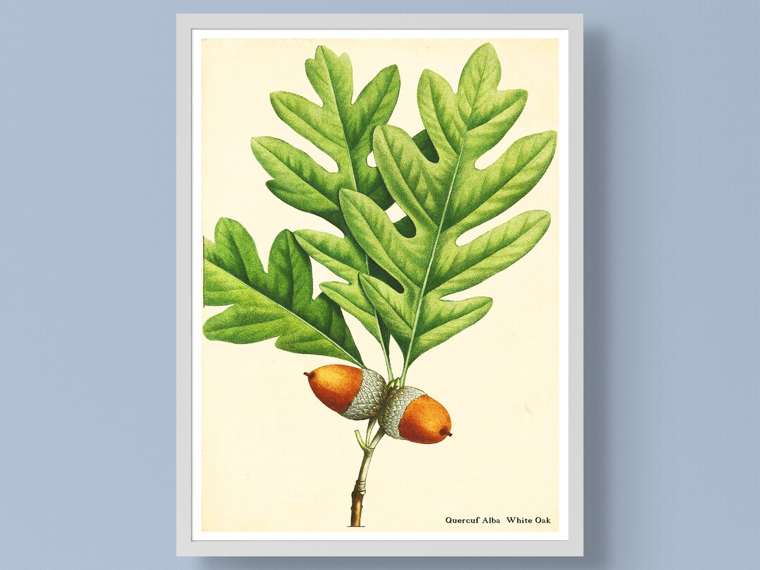 White Oak quercus Alba / Botanical Illustration Wall Art - Etsy