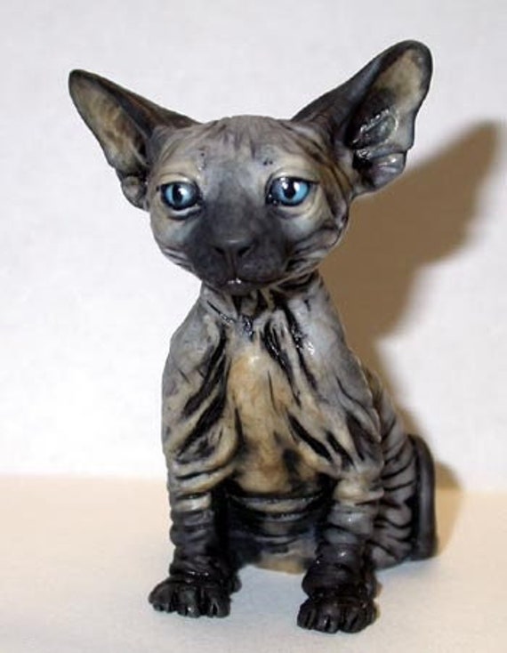Blue Sphynx Cat