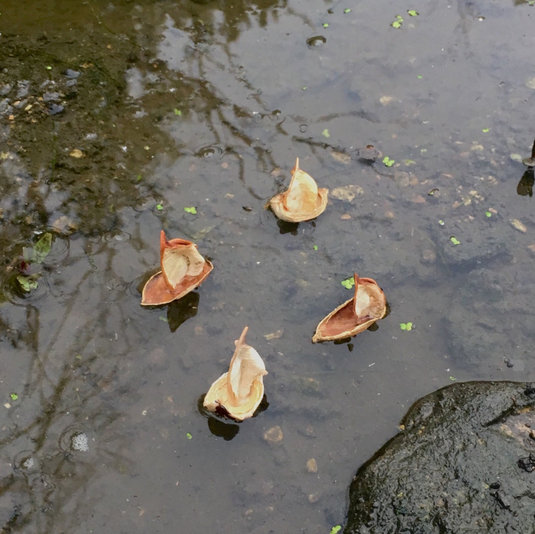 Miniature Nutshell Boats - Etsy