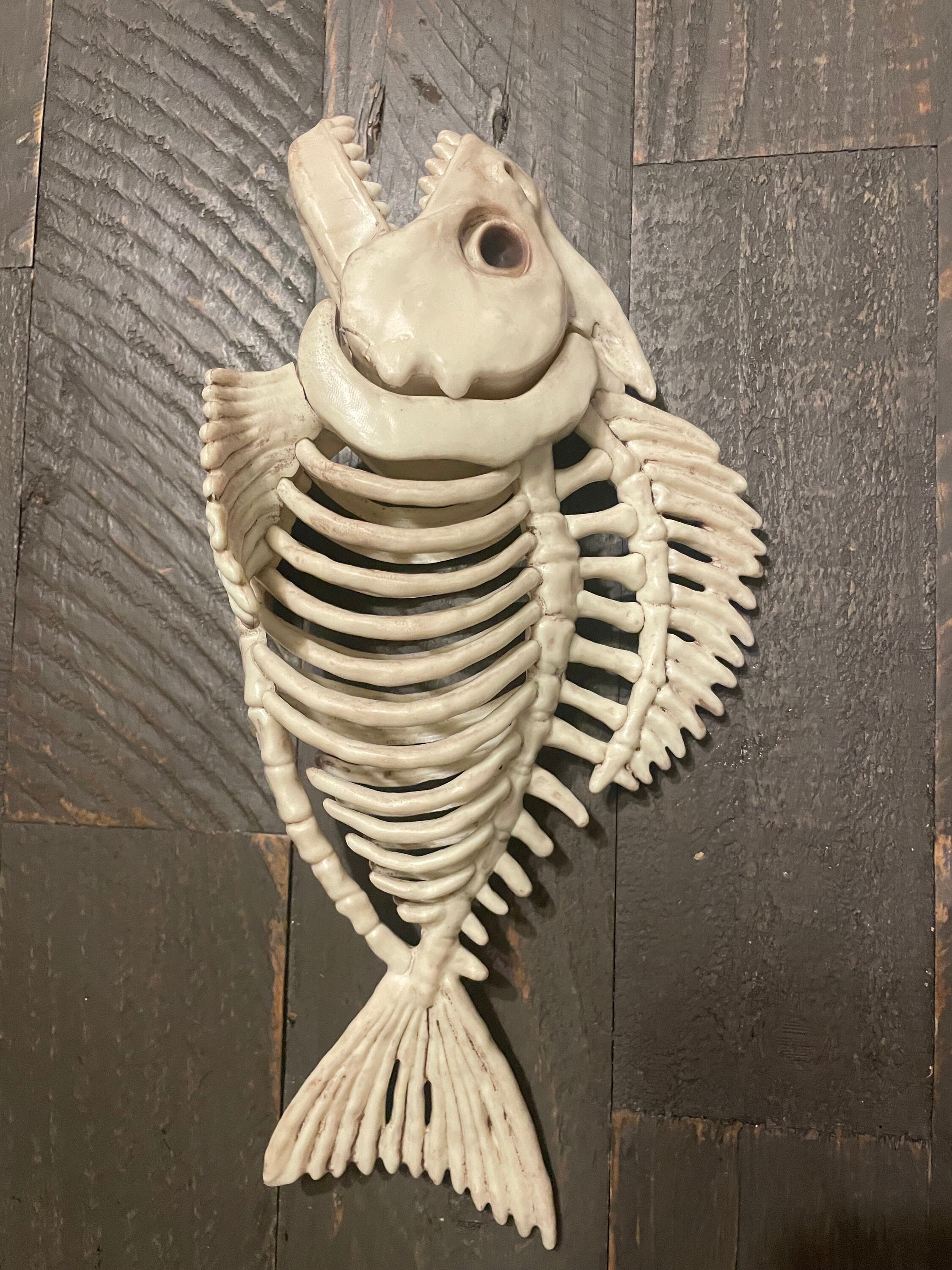 NEW Plastic Fish Skeleton With Moving Jaws - Etsy