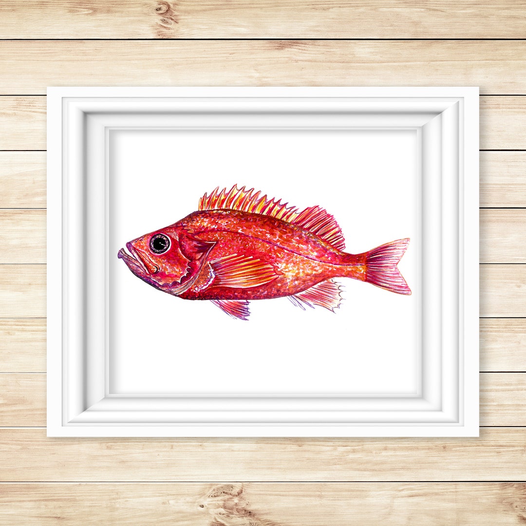 Pacific Ocean Perch redfish, Red Perch, Pacific Rockfish Watercolor ...