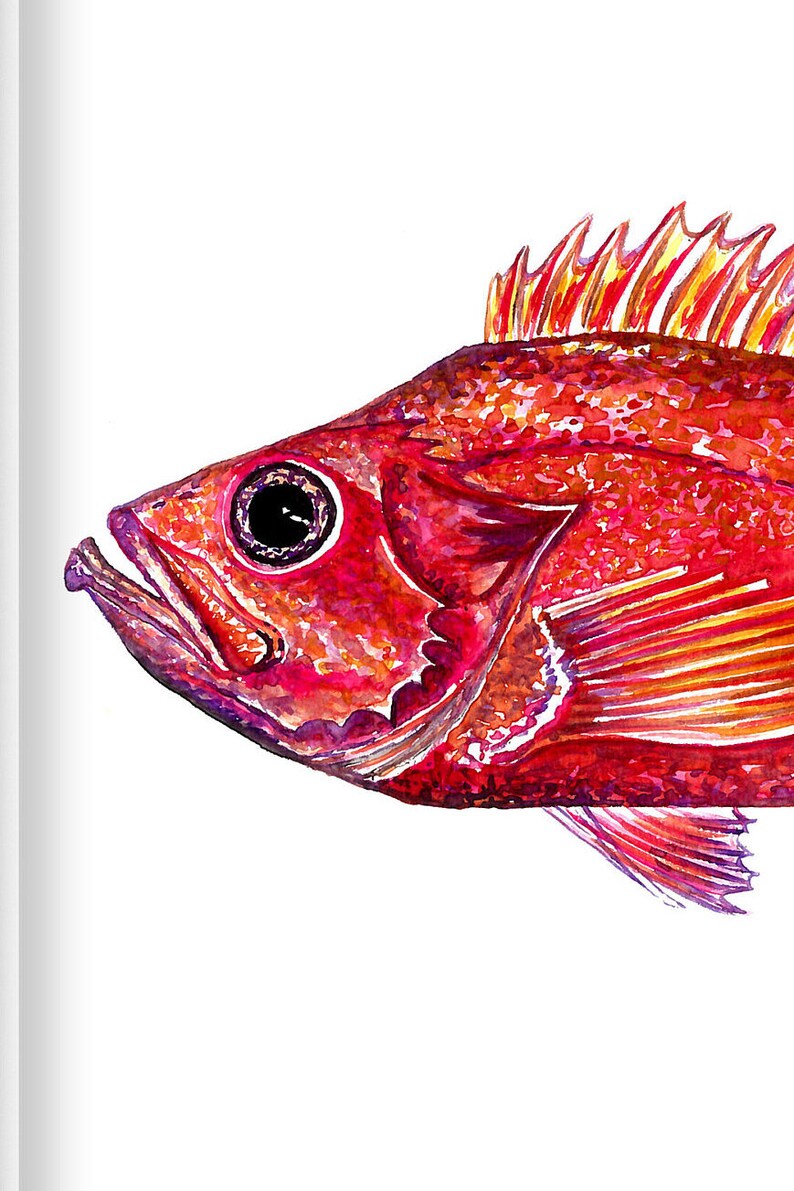 Pacific Ocean Perch redfish, Red Perch, Pacific Rockfish Watercolor ...