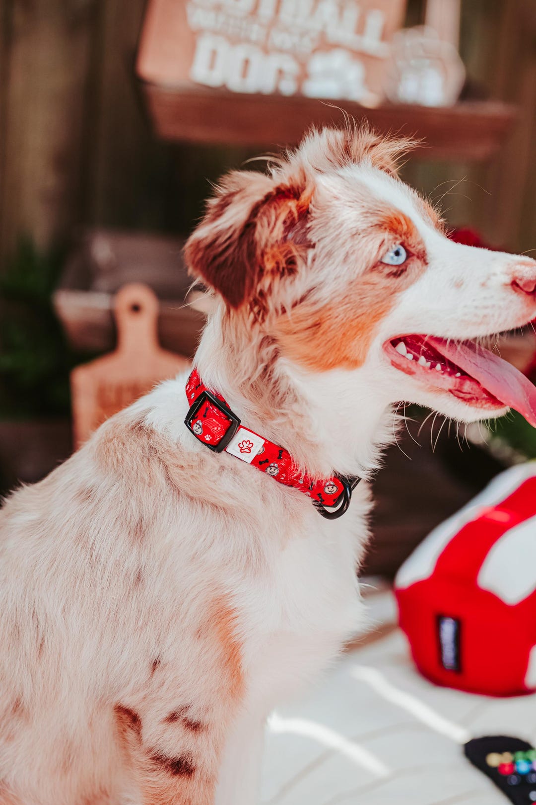 Ohio State Brutus Buckeye Paw Print Dog Collar: Show Your Team Spirit ...