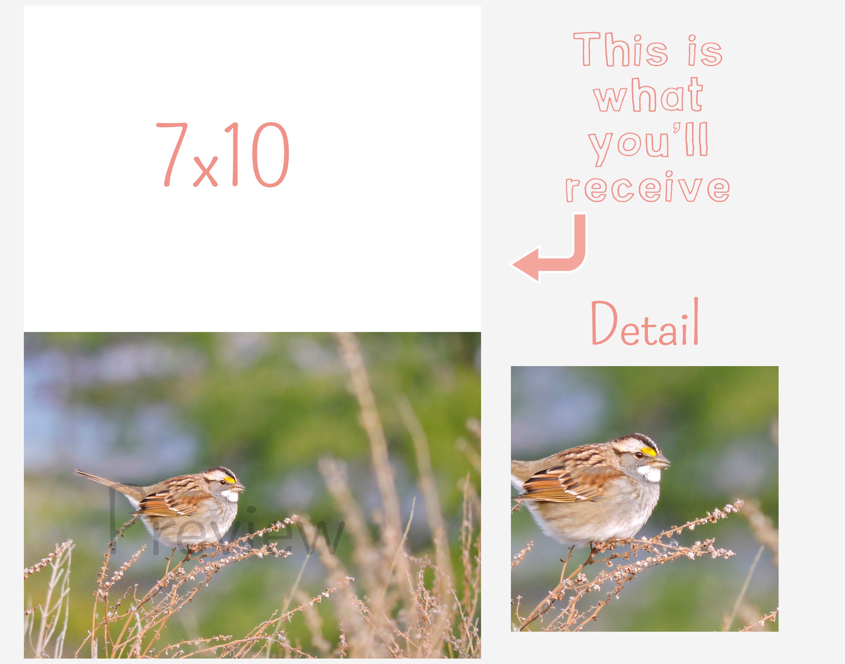 Printable Sparrow Greeting Card Instant Download - Etsy
