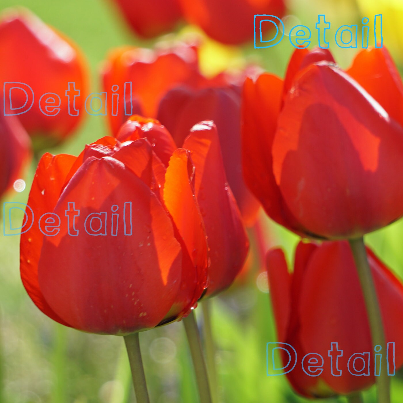 Printable Tulips Print, Spring, Flowers, Instant Download, 8x10, Red ...