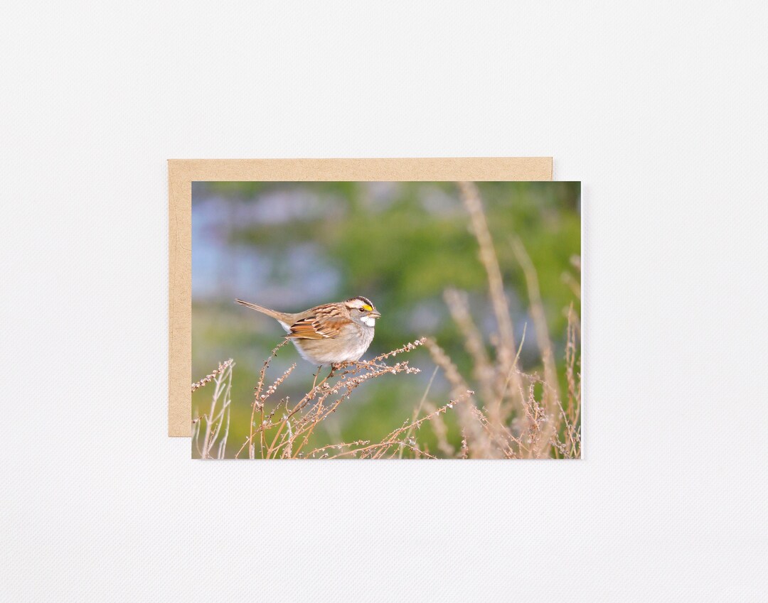 Printable Sparrow Greeting Card, Instant Download, White-throated ...