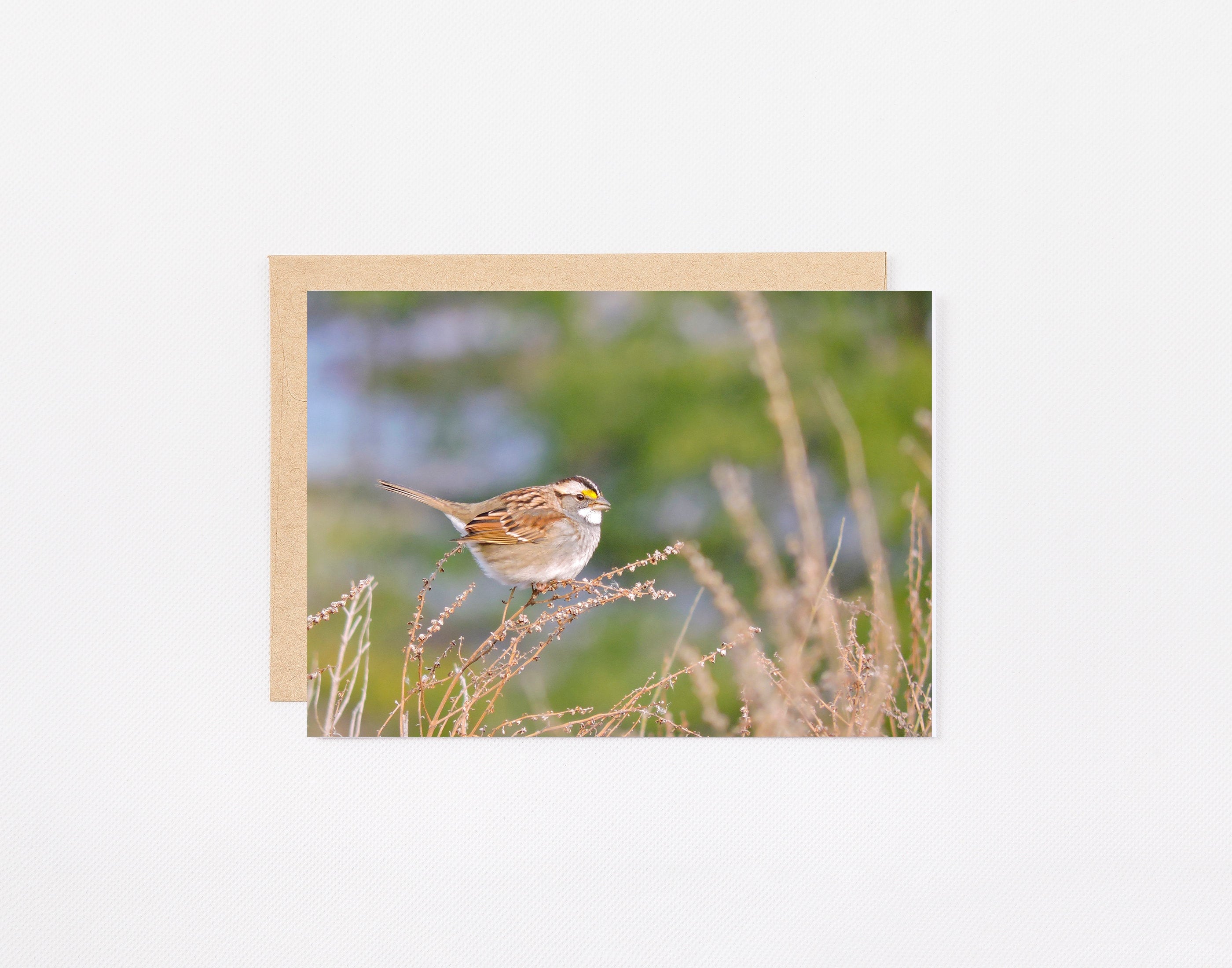 Printable Sparrow Greeting Card Instant Download - Etsy