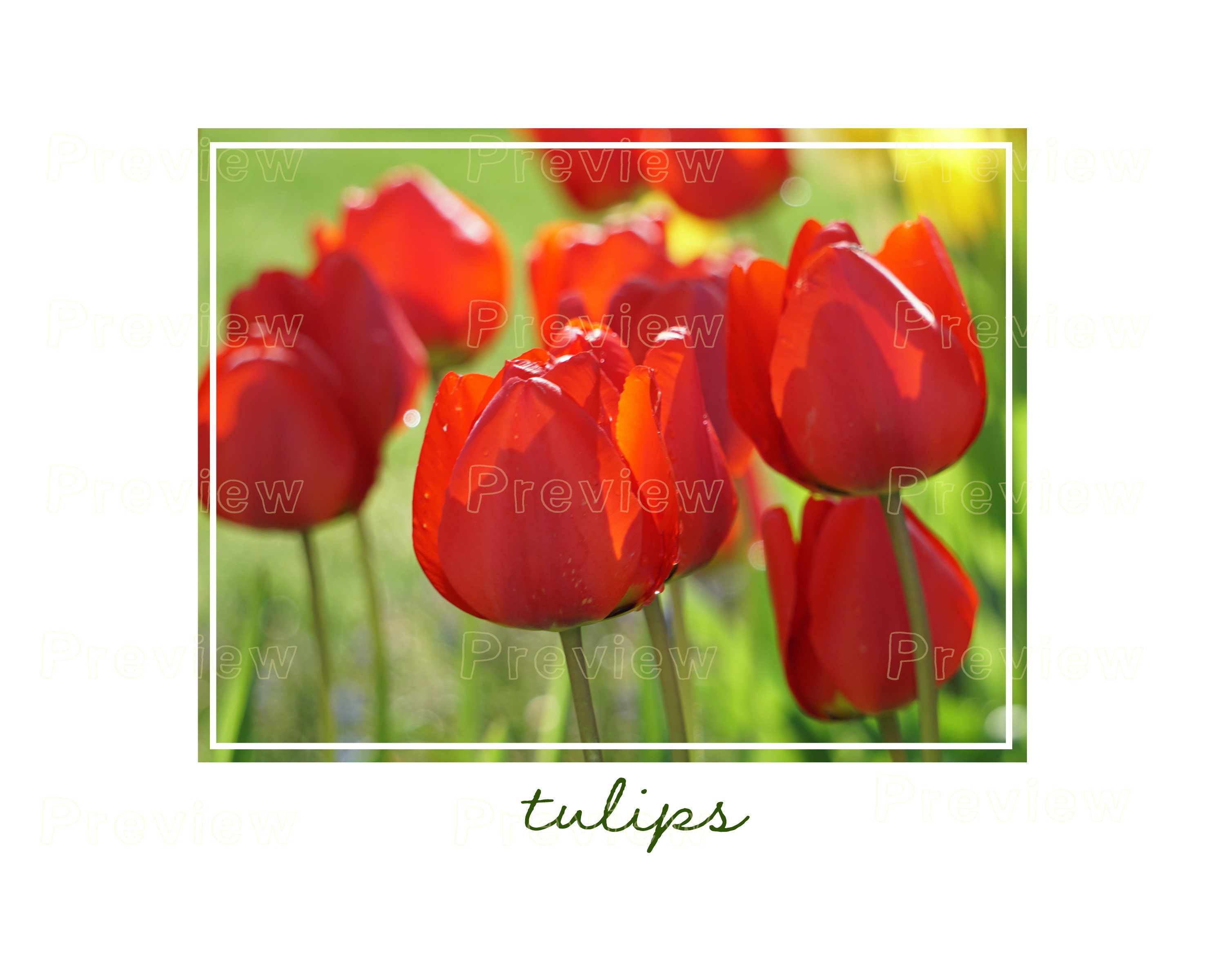 Printable Tulips Print, Spring, Flowers, Instant Download, 8x10, Red ...