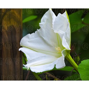 The Moonflower, Printable, Photo, Print, Flower, Summer, Nature ...