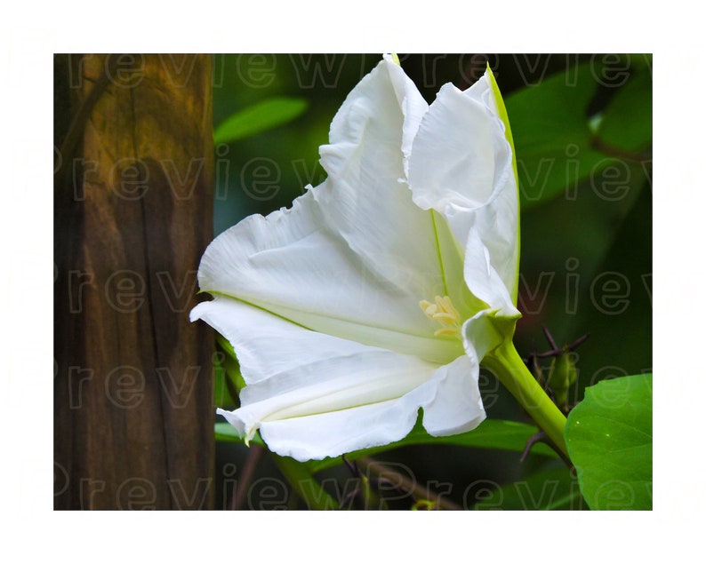 The Moonflower, Printable, Photo, Print, Flower, Summer, Nature ...