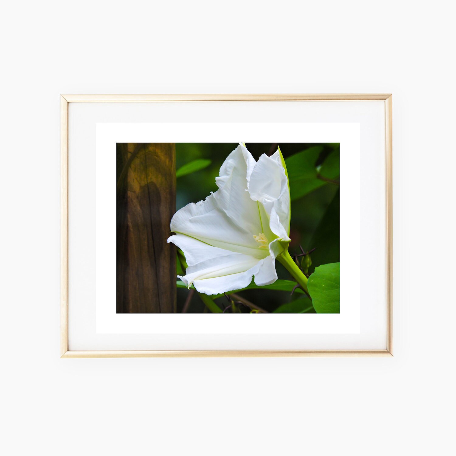The Moonflower, Printable, Photo, Print, Flower, Summer, Nature ...