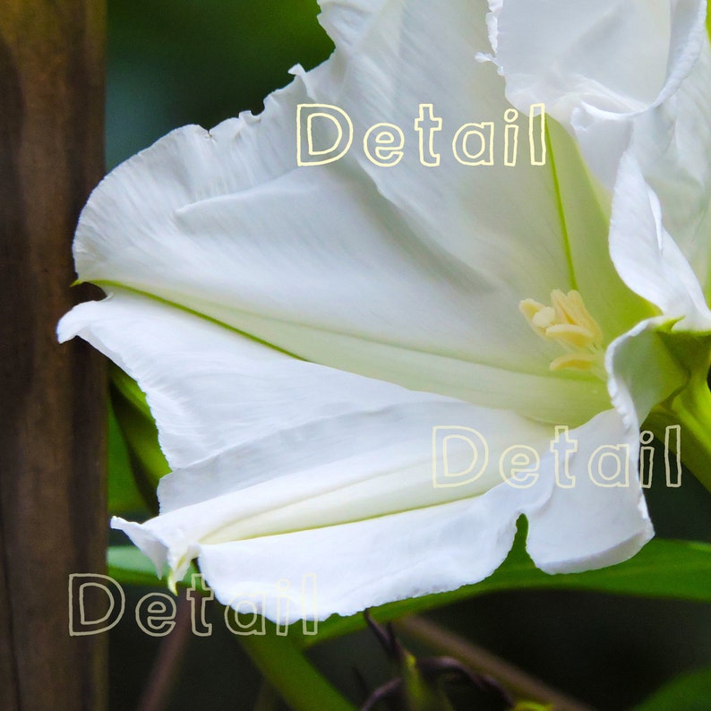 The Moonflower, Printable, Photo, Print, Flower, Summer, Nature ...