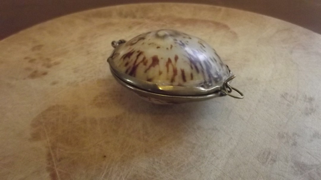 Early Vintage Sea Shell Coin Purse Jewelry Trinket or Pill Box Tortoise ...