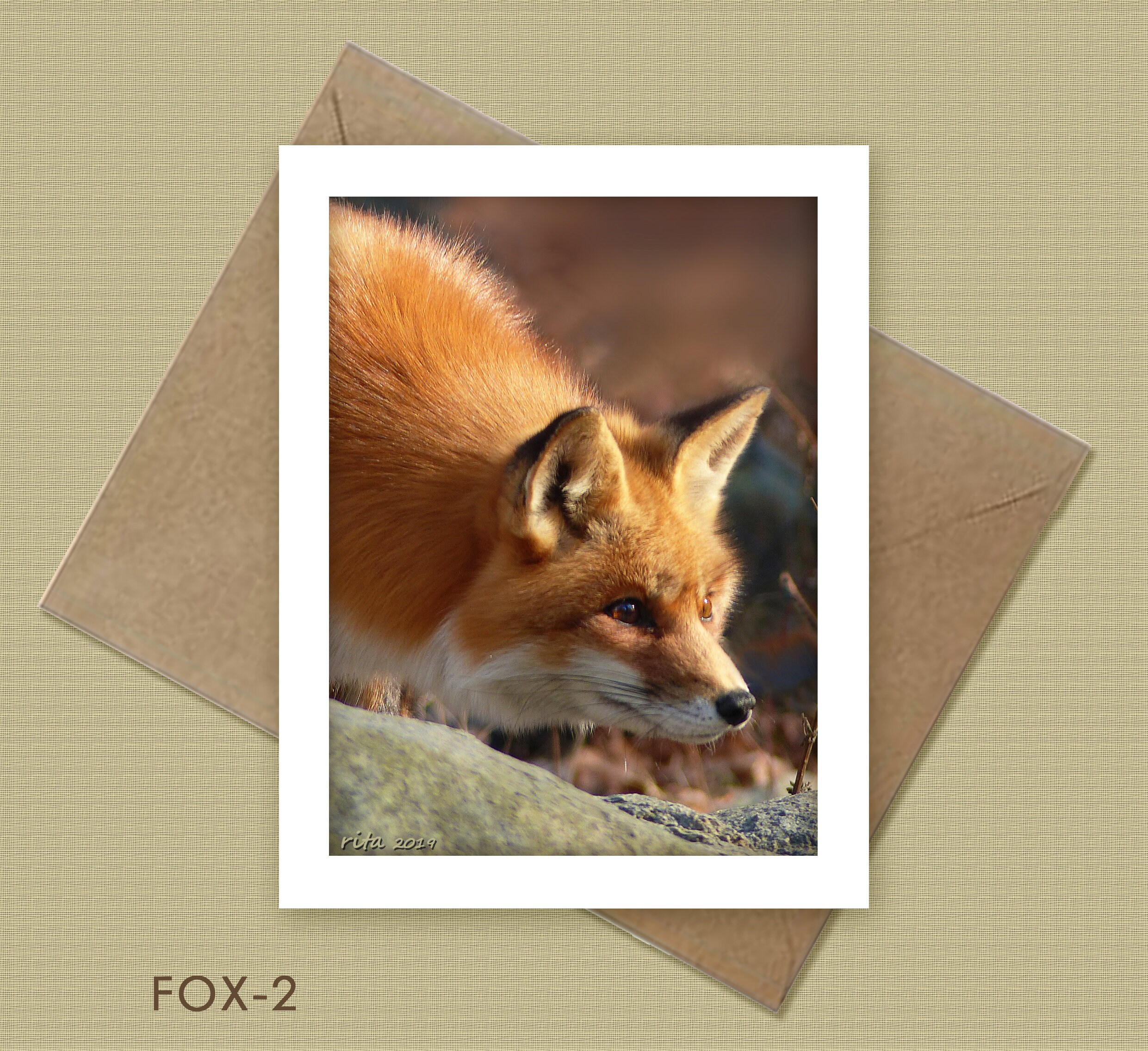 Red Fox Note Cards - Choose 1, 2, 3, or All 4 - Etsy