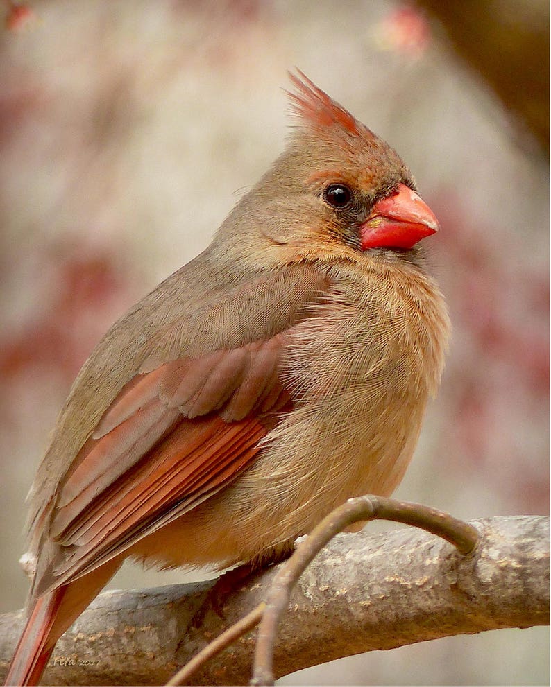 Matted 8X10 Print Female Cardinal 01 - Nature Photography – Bird - Etsy