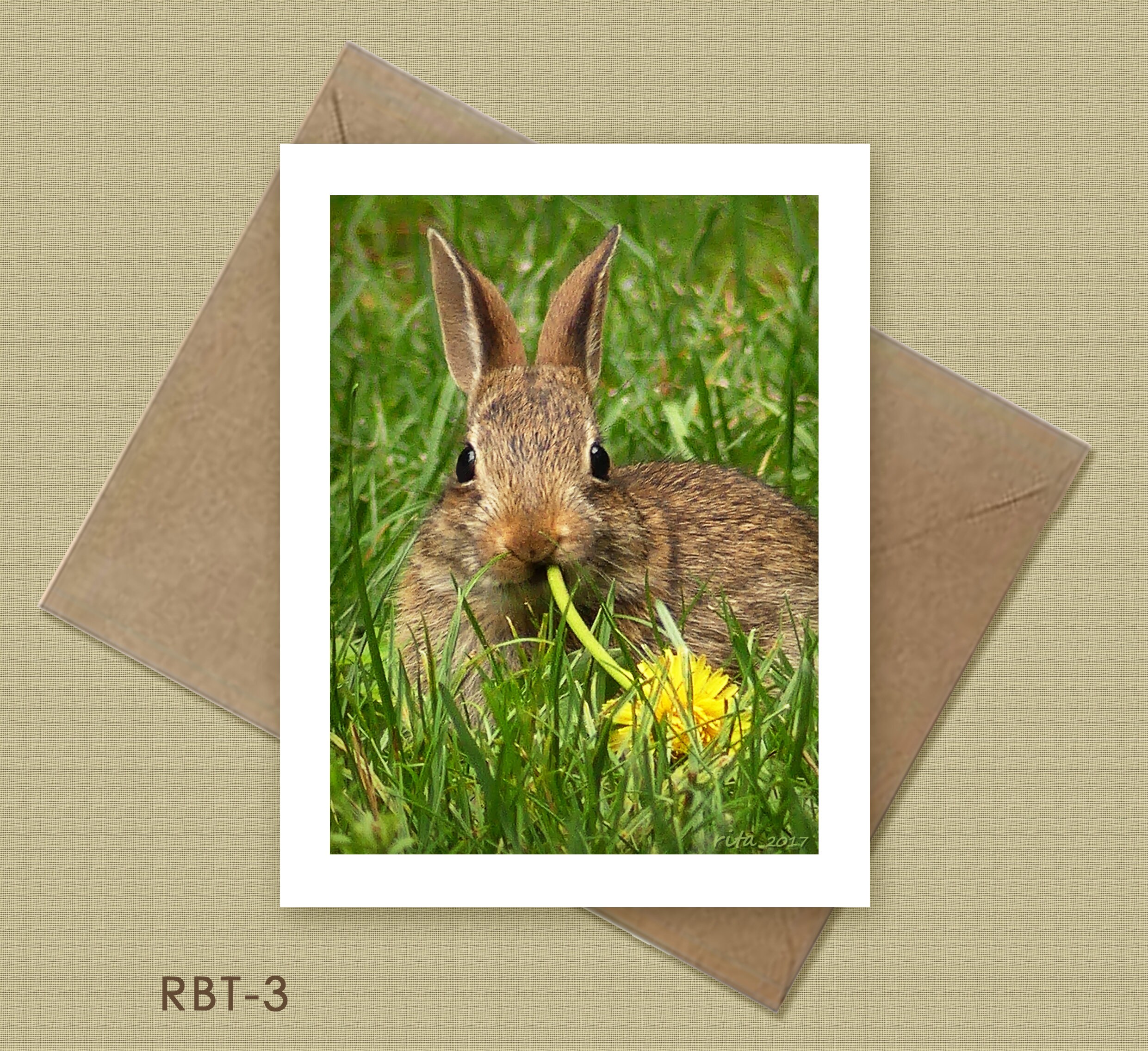 Rabbit Note Cards Choose 1, 2, 3, or All 4 - Etsy