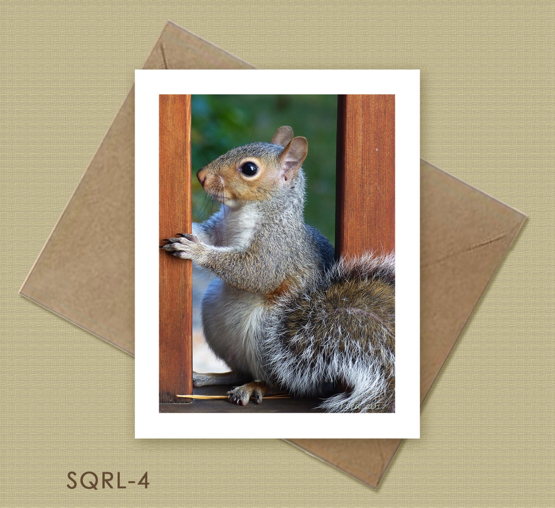 Squirrel Note Cards Choose 1 2 3 or All 4 Animal Lovers - Etsy