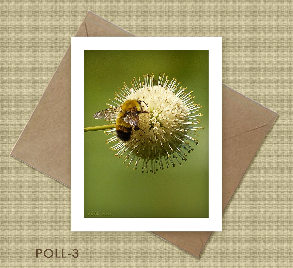 Pollinator Note Cards - Choose 1, 2, 3, or All 4 - Etsy