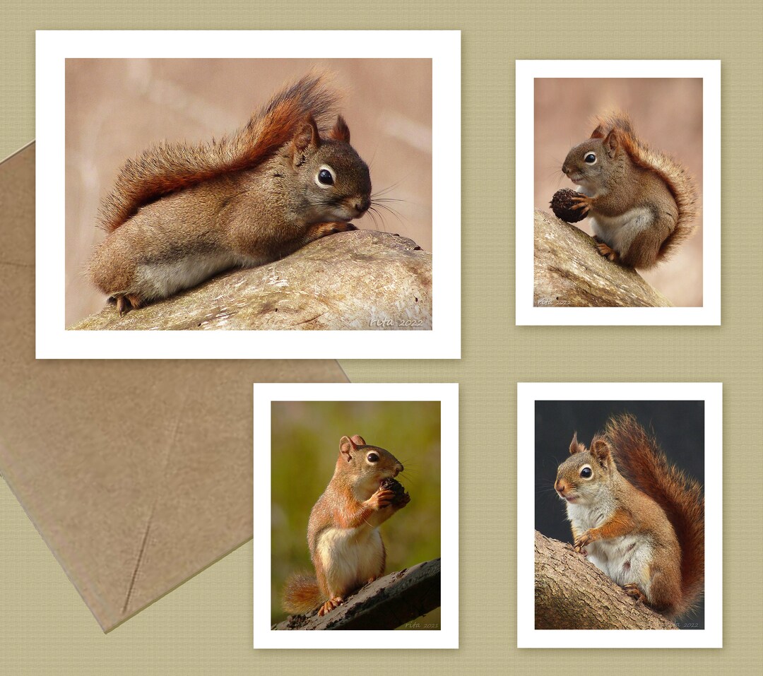 Red Squirrel Notecards - Choose 1, 2, 3, or All 4 – Animal Lovers - Etsy