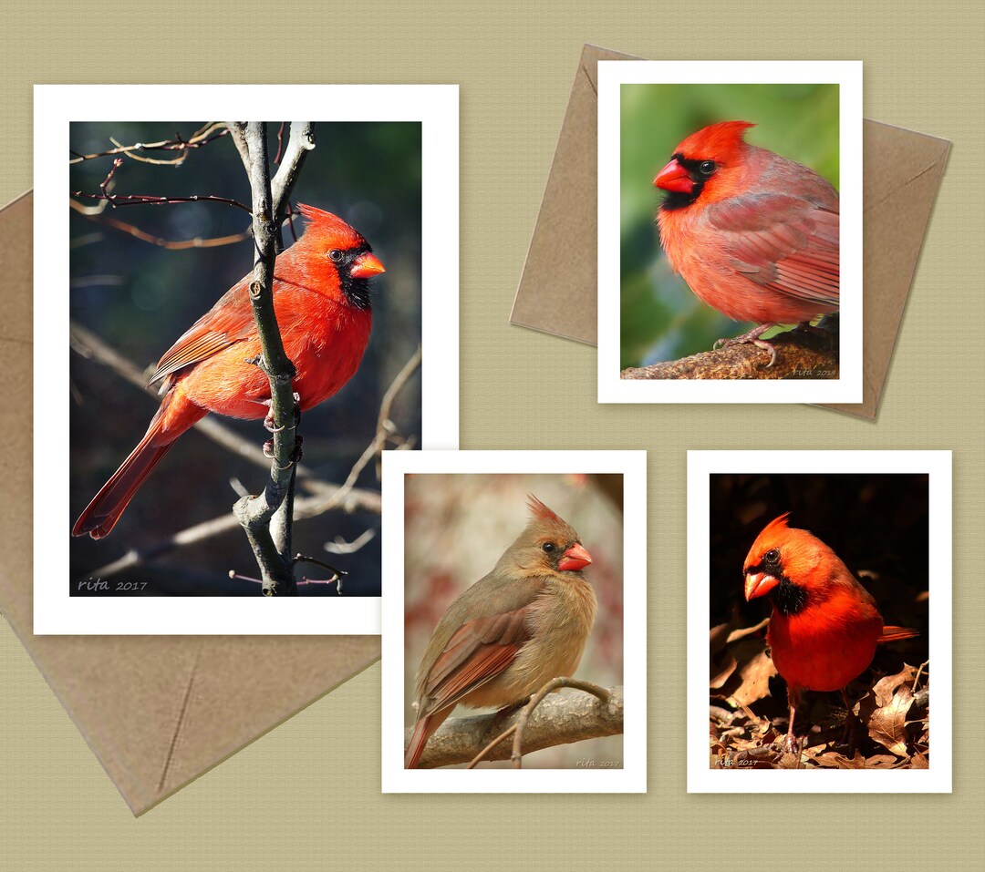 Cardinal Note Cards - Choose 1, 2, 3, or All 4 - Etsy