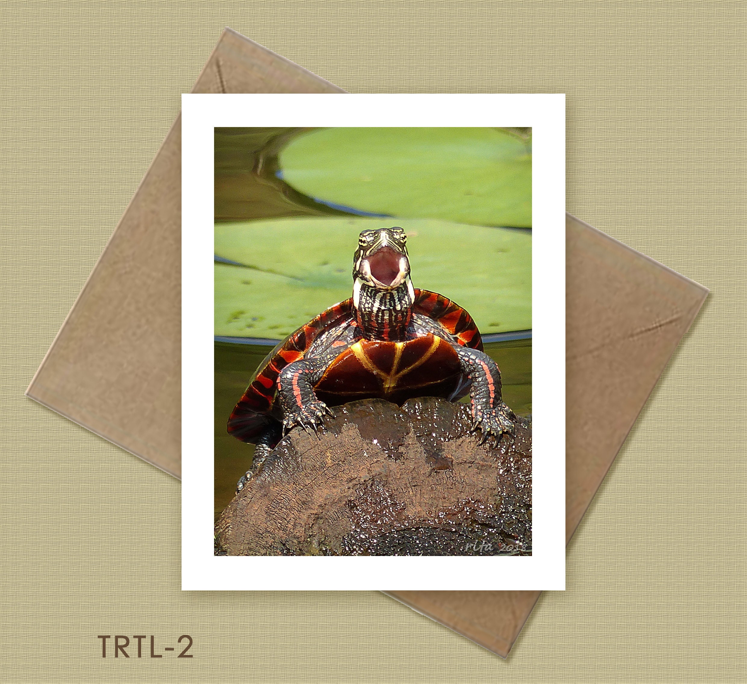 Turtle Note Cards Choose 1, 2, 3, or All 4 Animal Lovers - Etsy