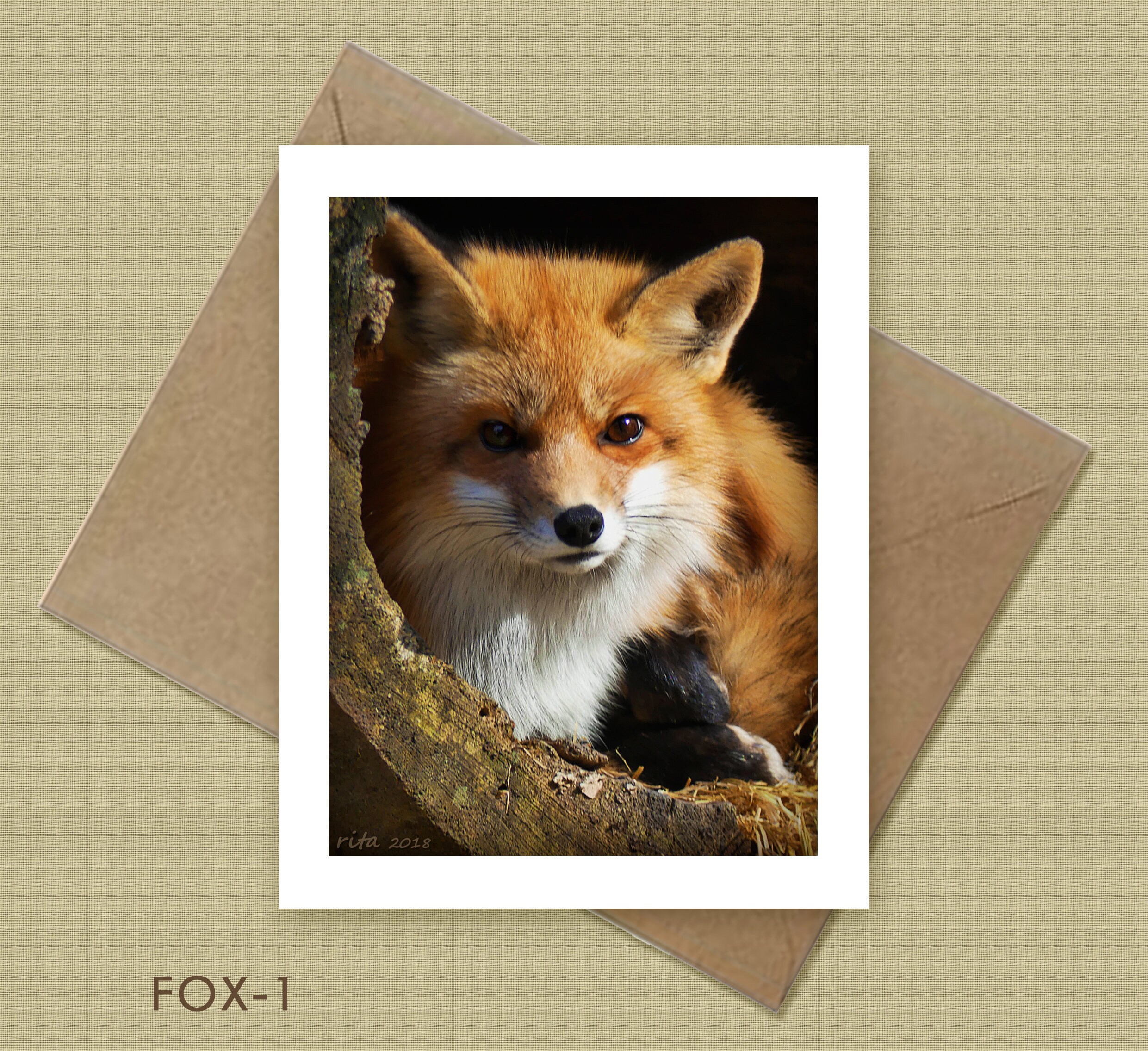 Red Fox Note Cards - Choose 1, 2, 3, or All 4 - Etsy