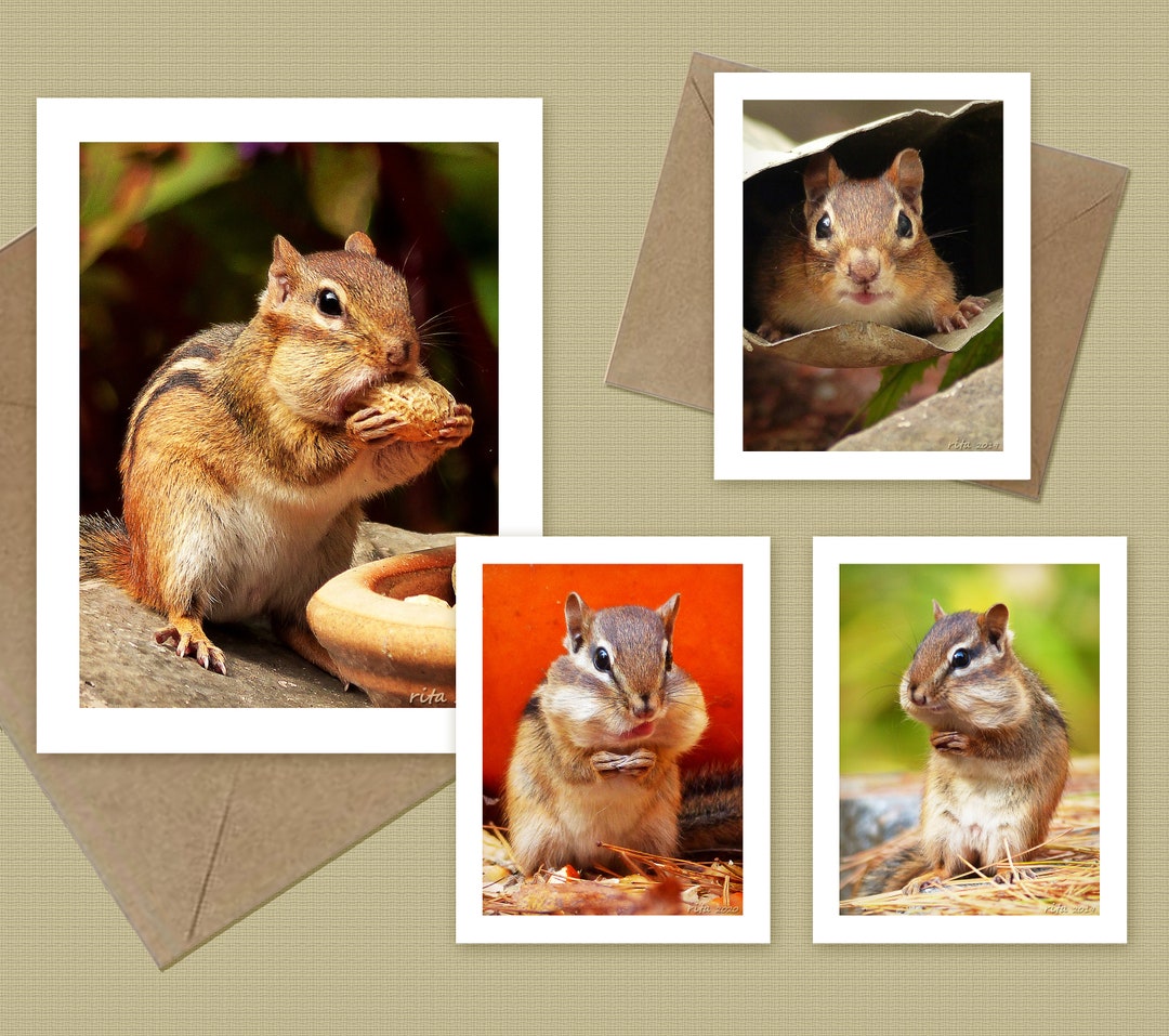More Chipmunk Note Cards - Choose 1, 2, 3, or All 4 – Animal Lovers - Etsy