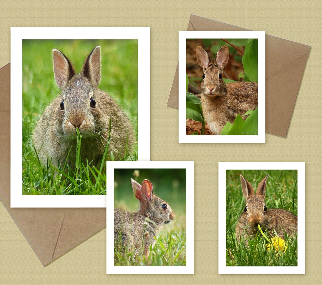 Rabbit Note Cards - Choose 1, 2, 3, or All 4 - Etsy