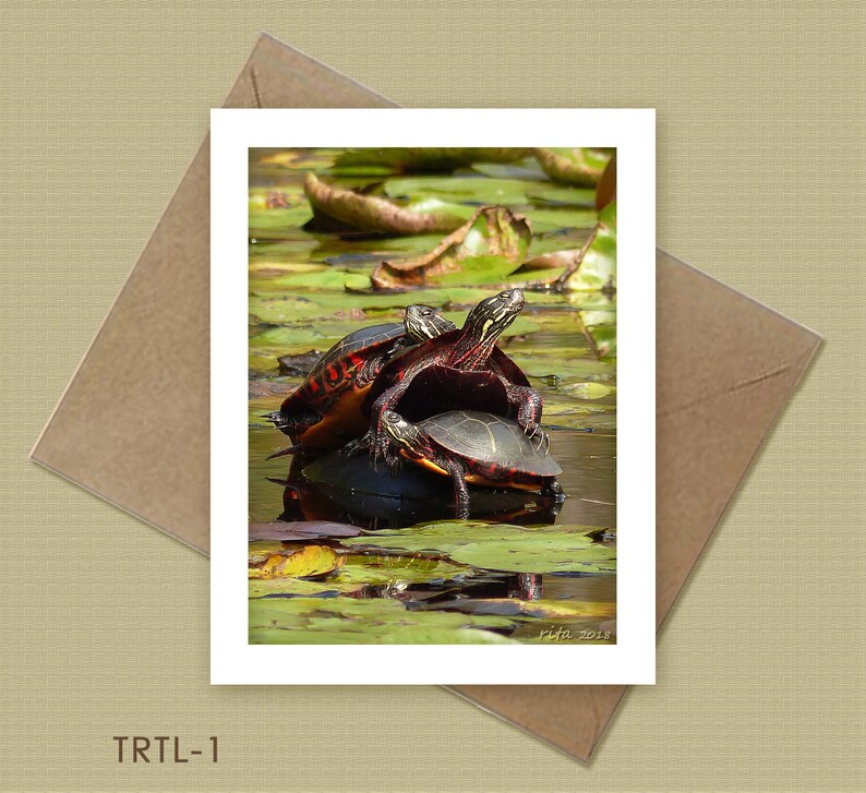 Turtle Note Cards Choose 1, 2, 3, or All 4 Animal Lovers - Etsy