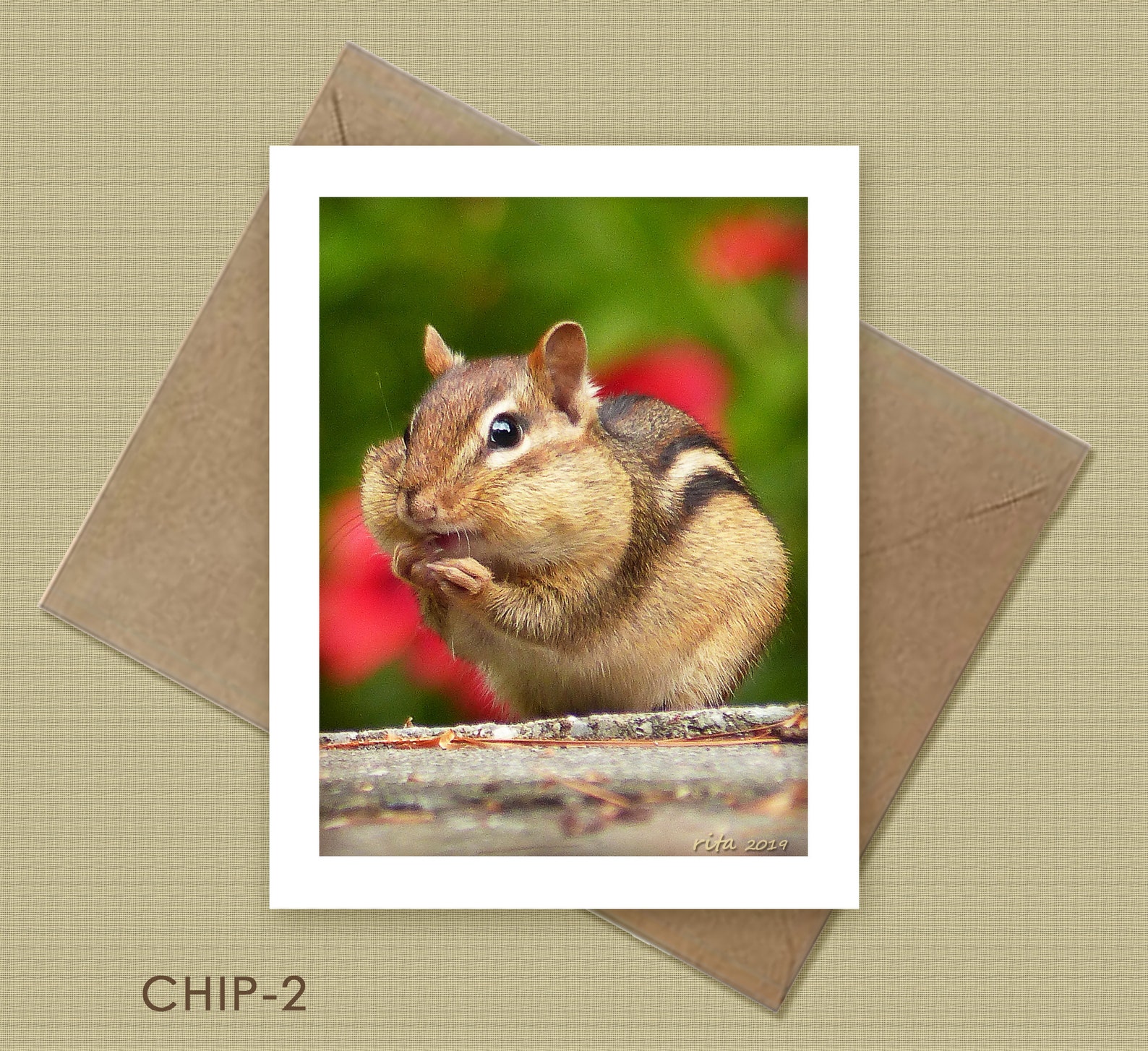Chipmunk Note Cards - Choose 1, 2, 3, or All 4 – Animal Lovers - Etsy