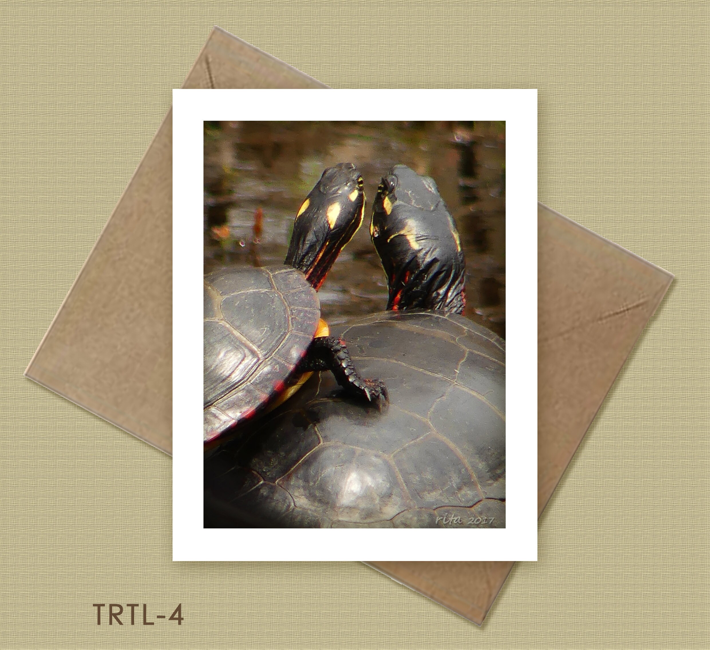 Turtle Note Cards Choose 1, 2, 3, or All 4 Animal Lovers - Etsy