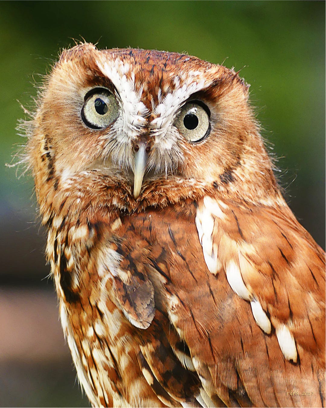 Matted 8X10 Print Female Screech Owl - Nature Photography – Bird - Etsy